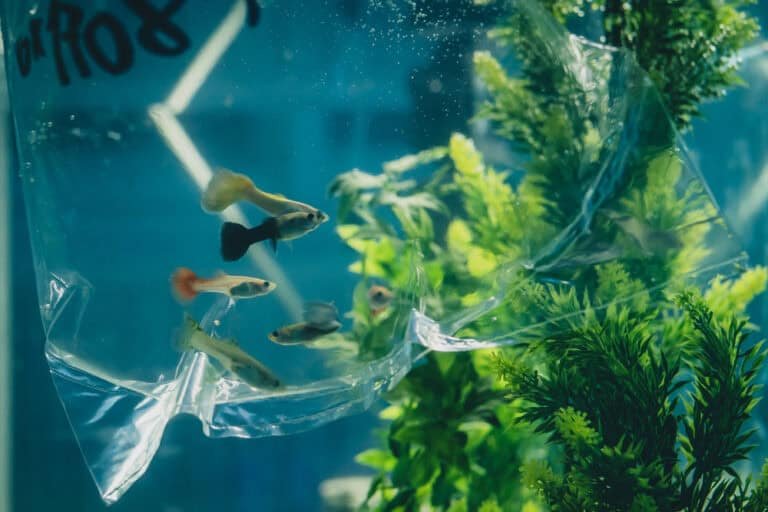 Do Fish Need Light in an Aquarium?