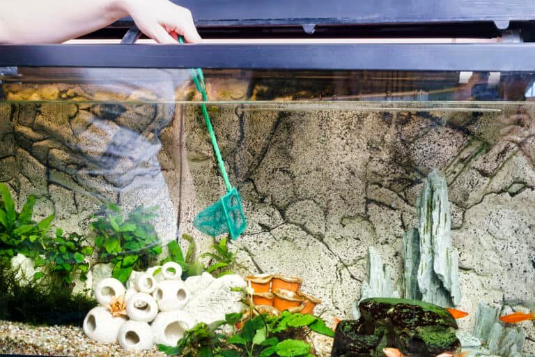How to Clean a Fish Tank: Step-by-Step Guide