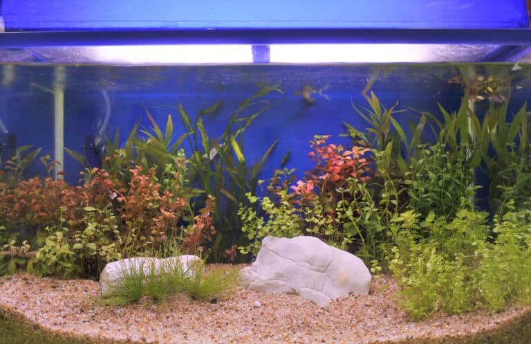 How Often Should You Clean Aquarium Sand
