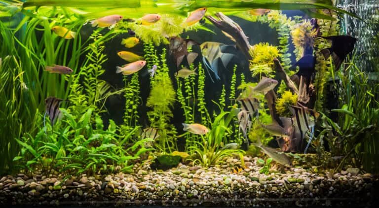 How to Choose Compatible Fish for Your Aquarium