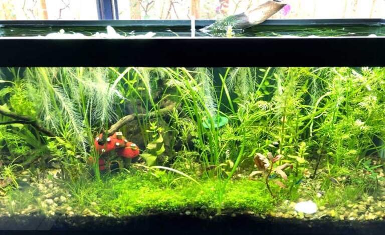 Do Aquarium Lights Cause Algae?