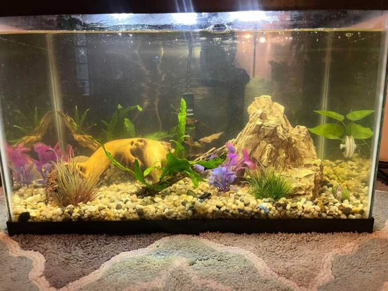 How to Get Rid of Fish Poop in Your Tank