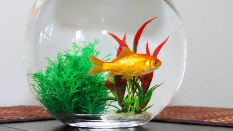 How to Take Care of a Fish in a Bowl